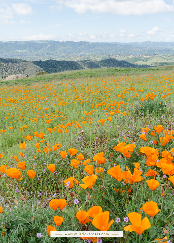 Where to Find Poppy Fields in the Bay Area - Mt Diablo State Park