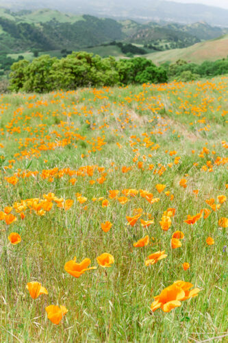 Mt Diablo State Park Spring poppies and wildflowers in the San ...