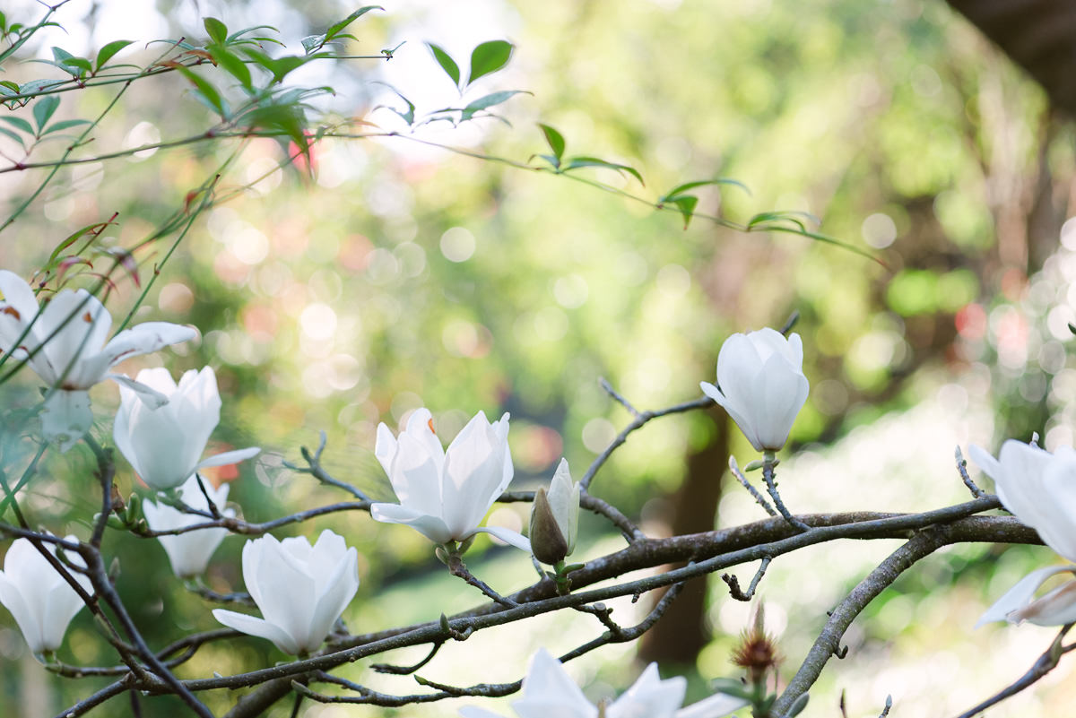 Where to Find Magnolias in the San Francisco Bay Area