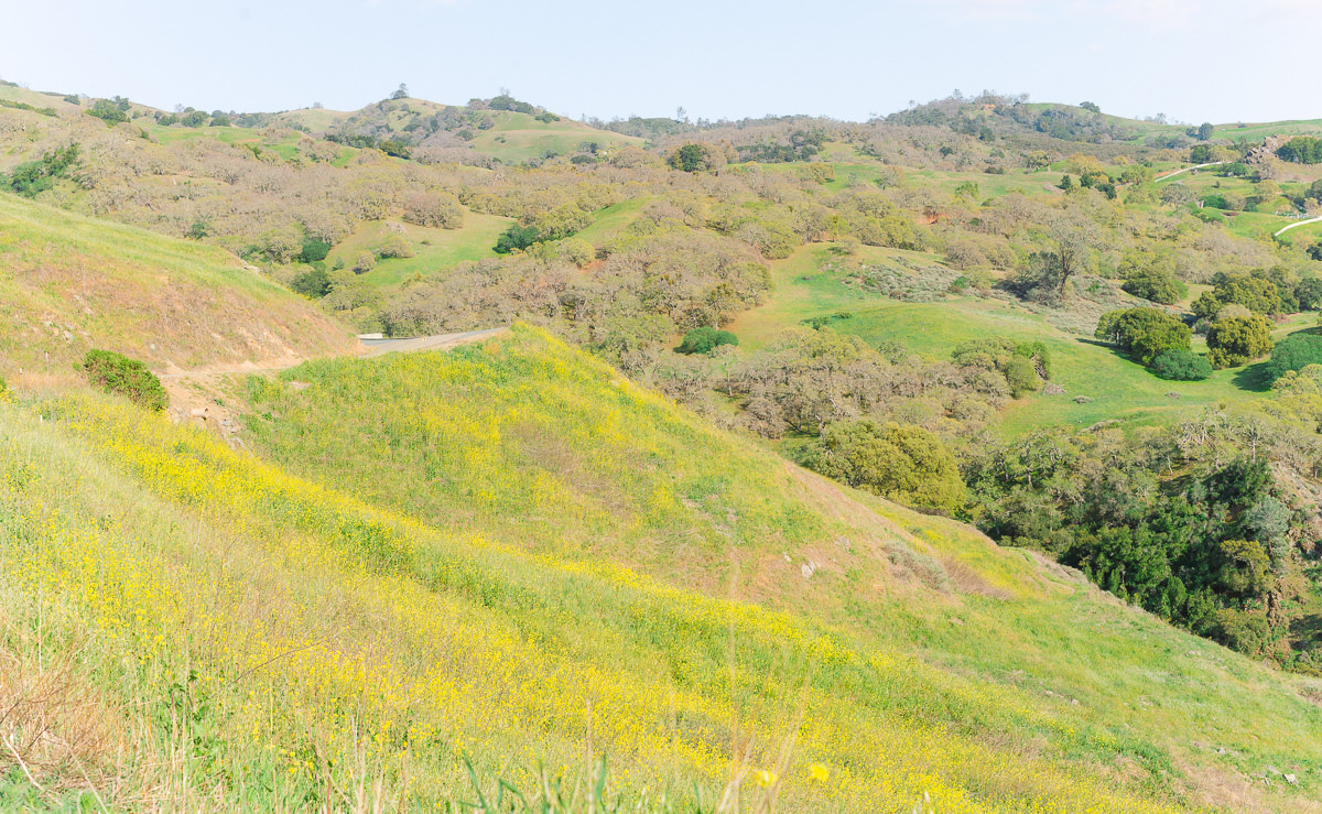 Spring wildflowers & mustard fields in the San Francisco East Bay