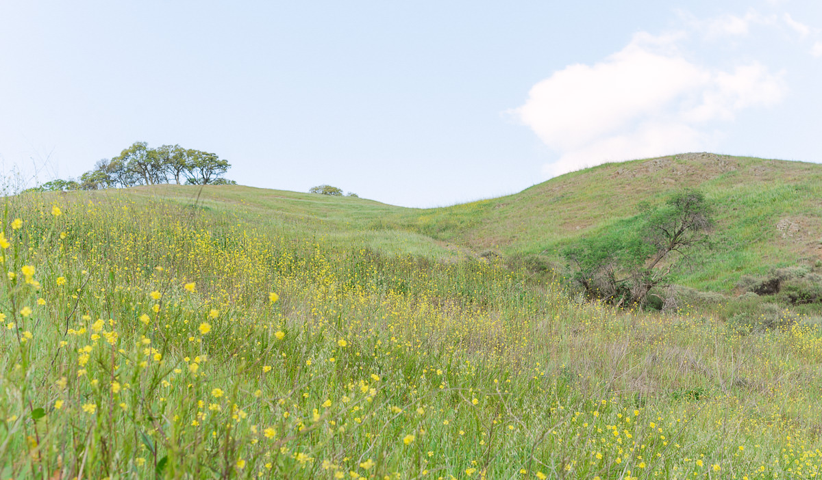 Spring wildflowers & mustard fields in the San Francisco East Bay