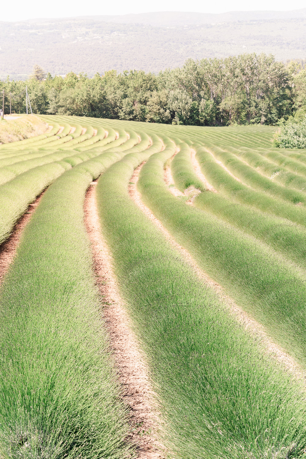 Travel Tips for Visiting Provence in the Spring