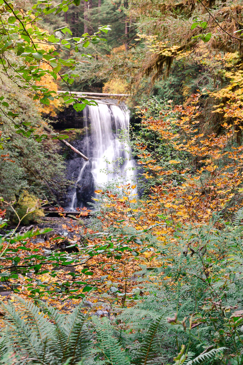 Beautiful Fall Colors at Silver Falls State Park in Oregon