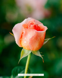 The Best Lenses for Flower Photography