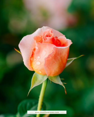 The Best Lenses for Flower Photography