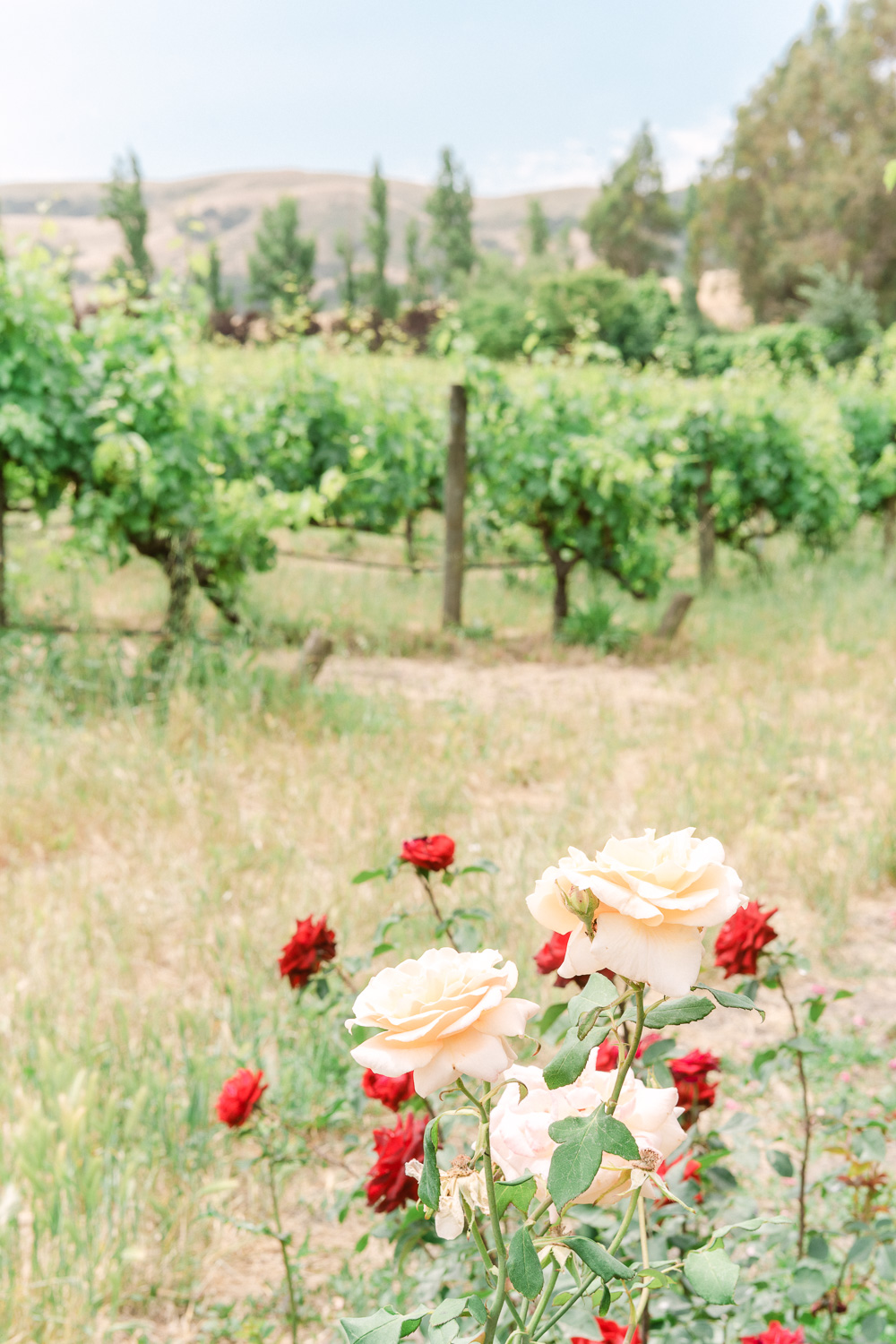 A Beautiful Vineyard in Sonoma with a Rose Garden!