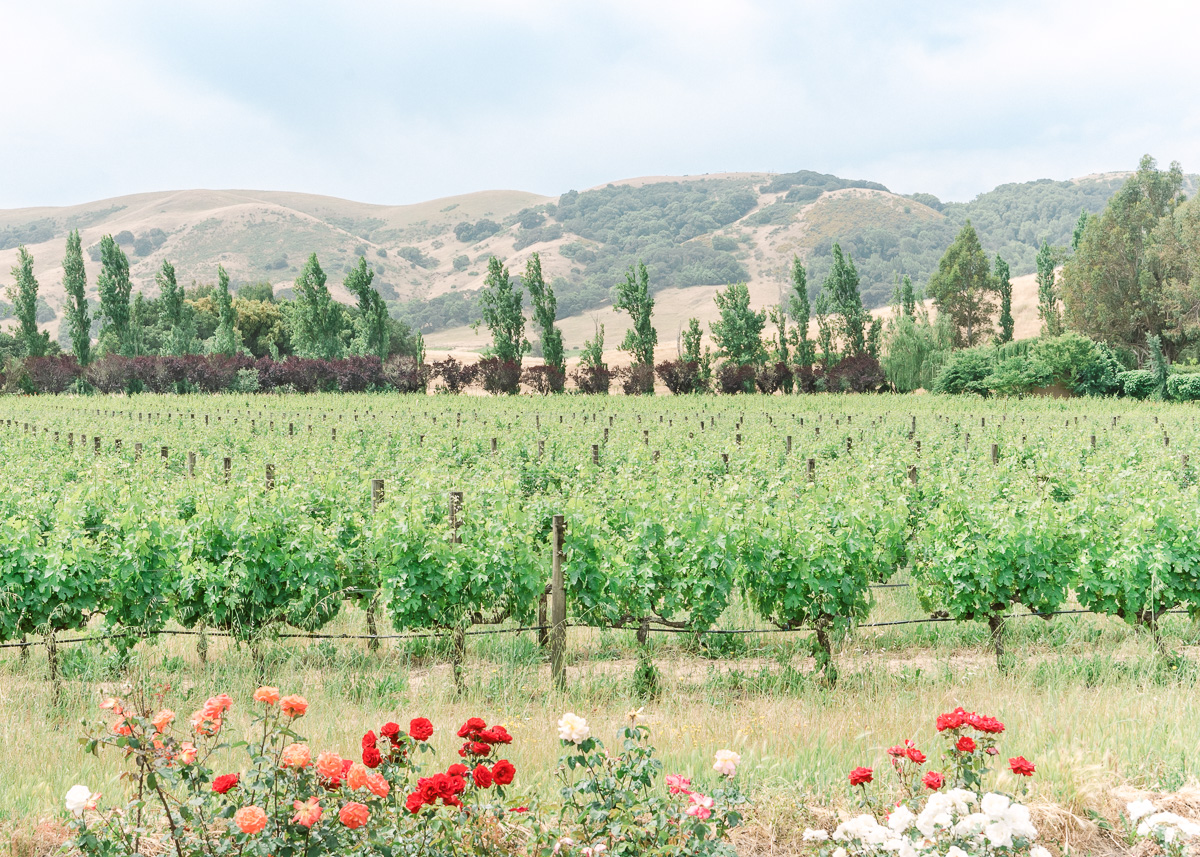 A Beautiful Vineyard in Sonoma with a Rose Garden!