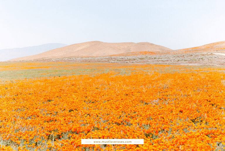 Spectacular Poppy Fields at Antelope Valley