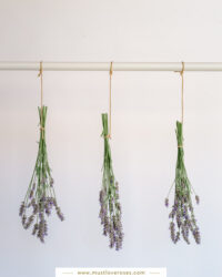 How to Dry Lavender for DIY Projects