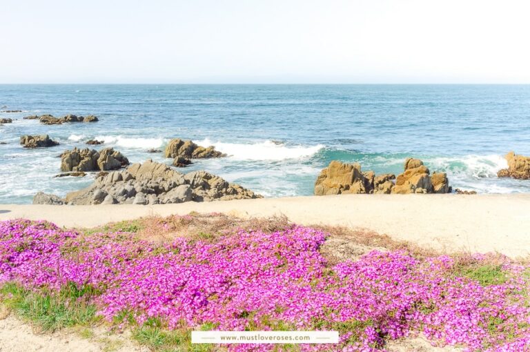 California Flower Bloom Calendar