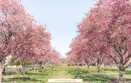 Where to Find Cherry Blossoms in the Bay Area