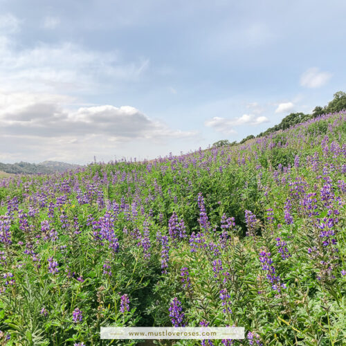 Where to Find Lupine Flower Fields in the Bay Area & Northern California
