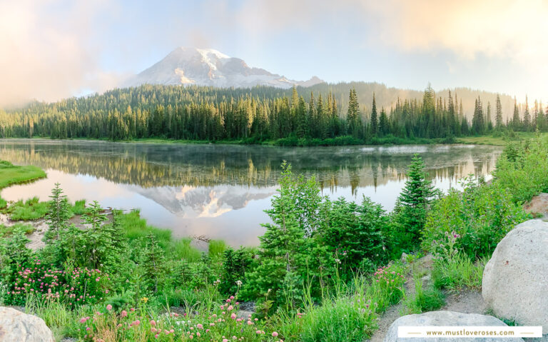 Mt Rainier National Park's Best Easy Hikes with Amazing Views
