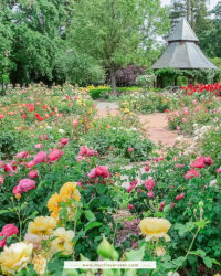 The Most Beautiful Rose Garden in the Bay Area