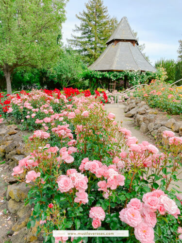 The Most Beautiful Rose Garden in the Bay Area