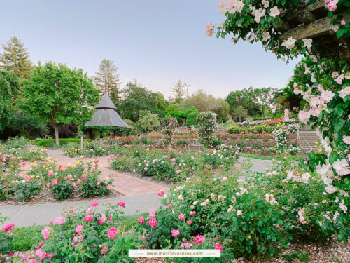 The Most Beautiful Rose Garden in the Bay Area