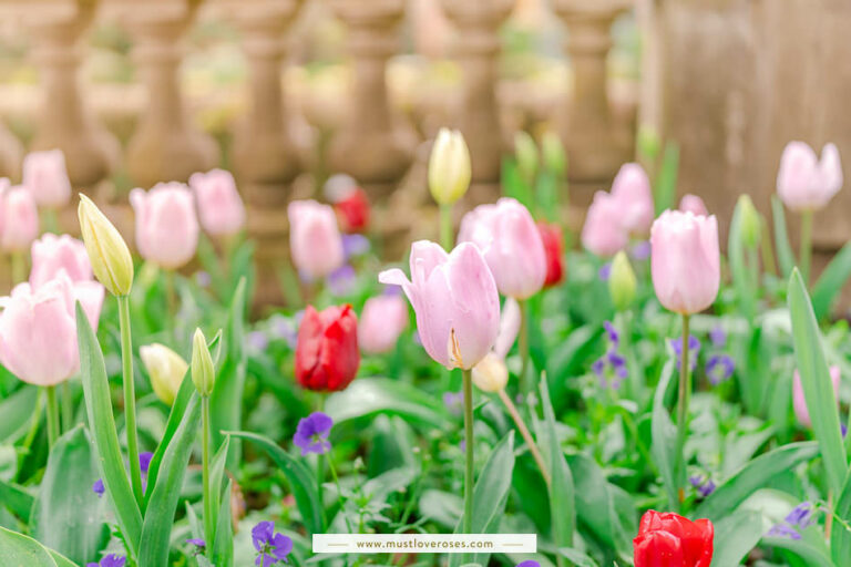 The Best Lenses for Flower Photography