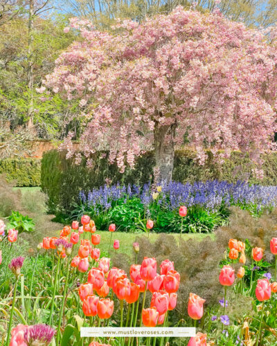 California Flower Bloom Calendar