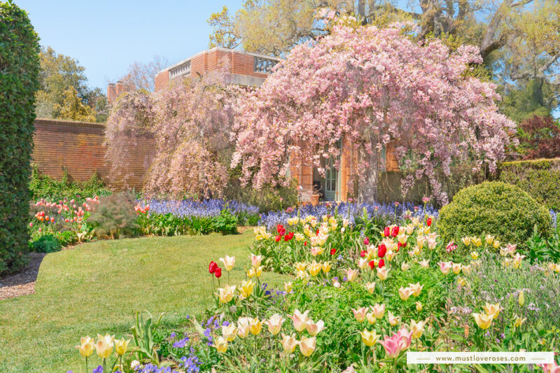 California Flower Bloom Calendar