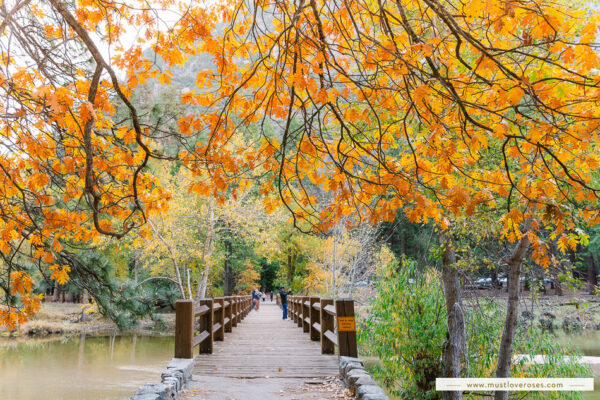 The Best Places to See Fall Colors in Yosemite National Park