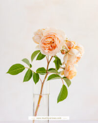 The Best Lenses for Flower Photography