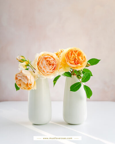 The Best Lenses for Flower Photography